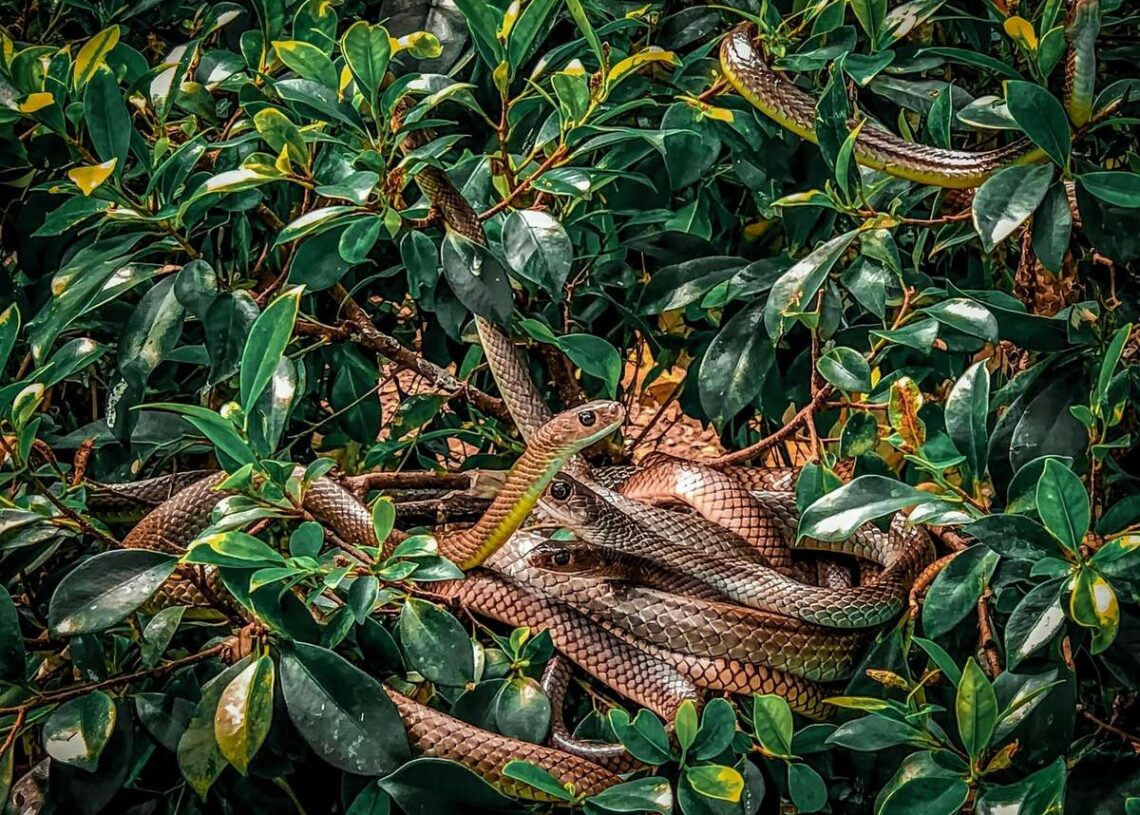 Dong Tam snake farm - Viet Dream Travel